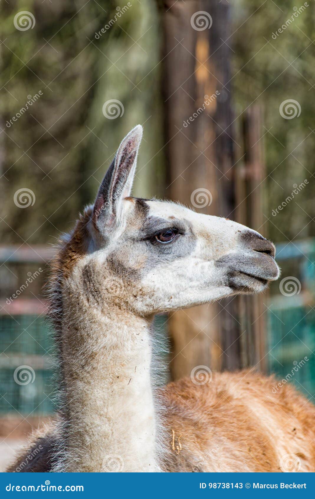 White Gray Llama in Profile Stock Image - Image of isolated, domestic ...