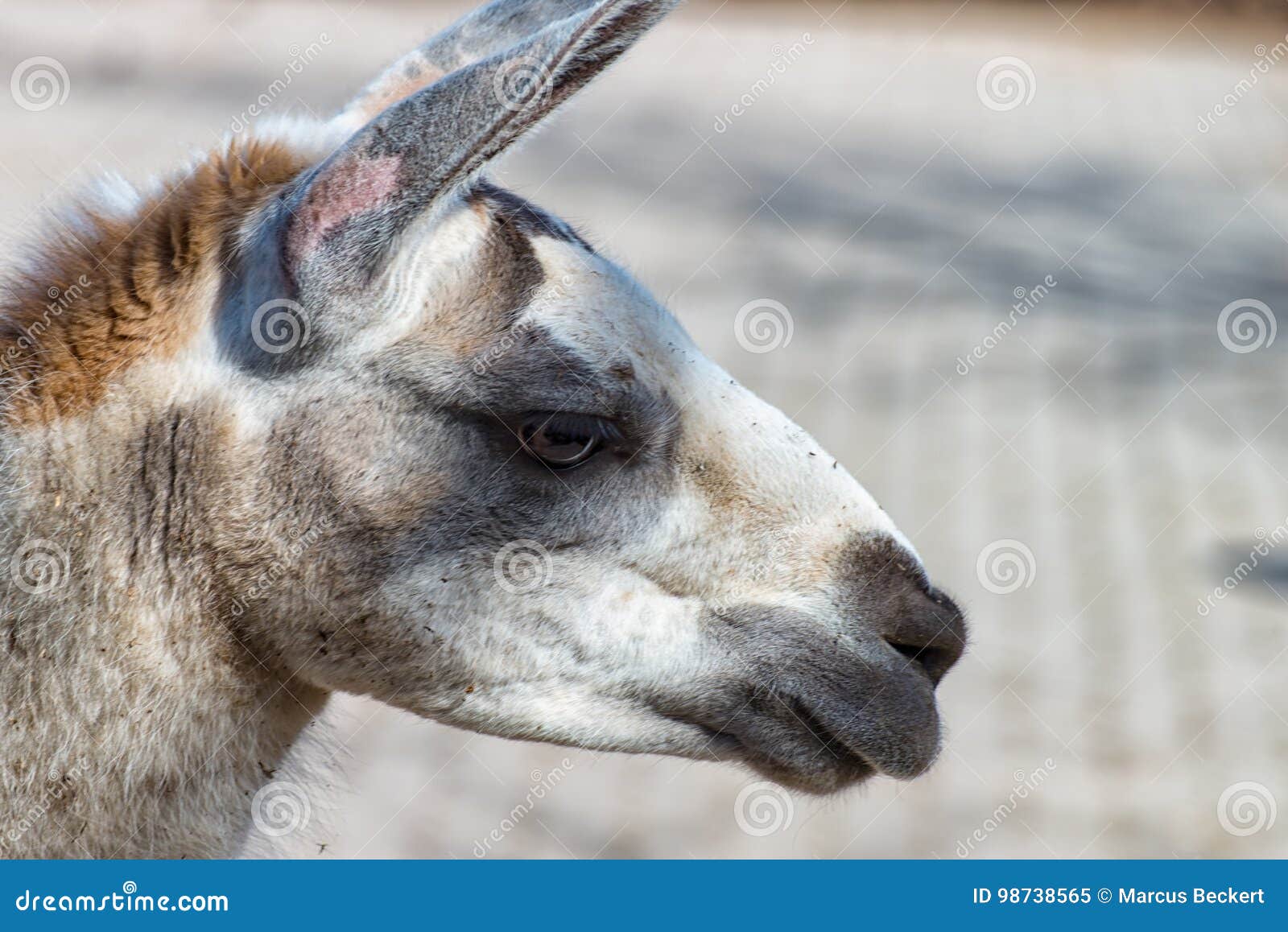 White Gray Llama in Profile Stock Image - Image of macro, funny: 98738565