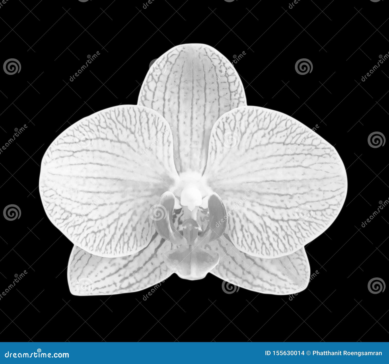White - Gray Orchid Isolated on Black Bacgkround Stock Photo - Image of ...