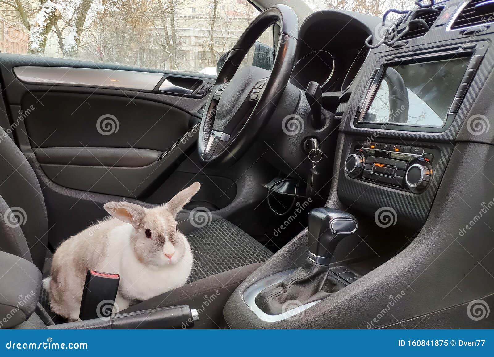 White Gray Rabbit in the Car. Sits on the Drivers Seat Stock Image ...