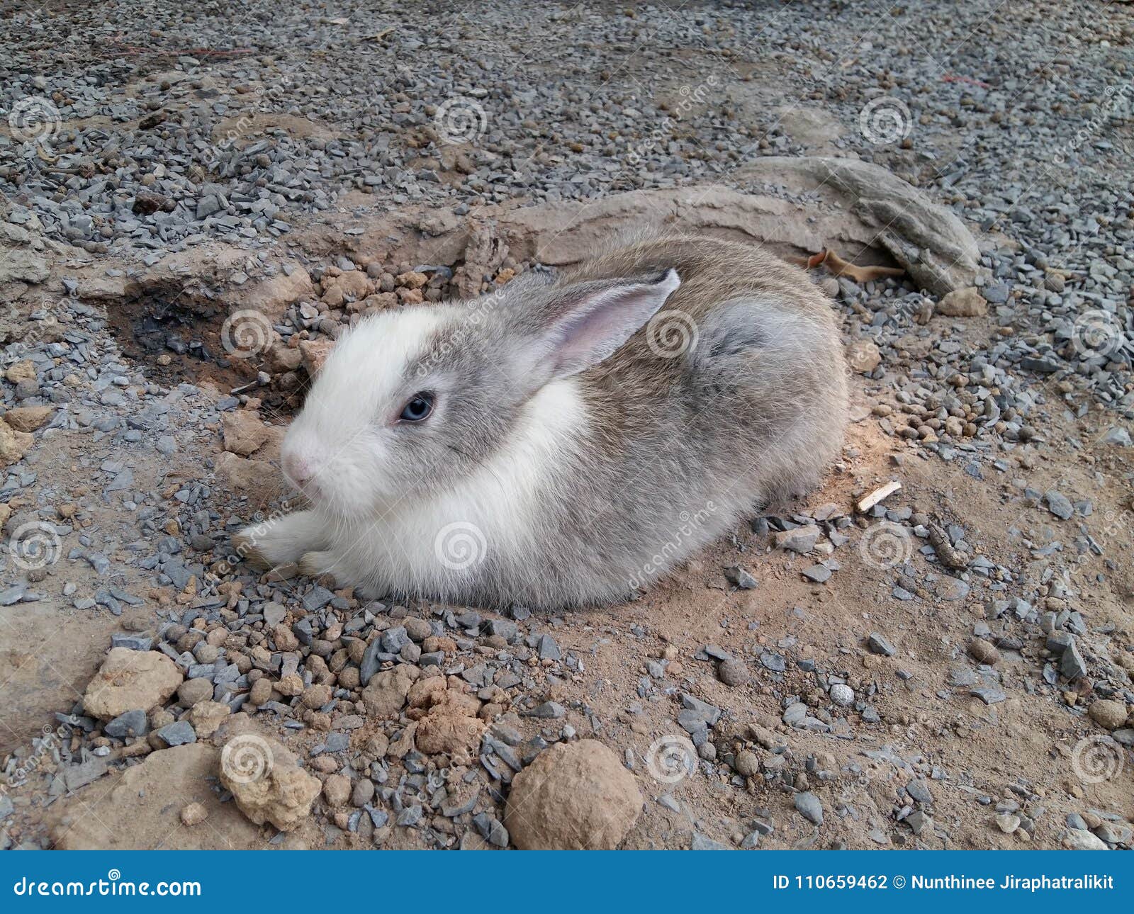 White and gray rabbit stock photo. Image of wildlife - 110659462