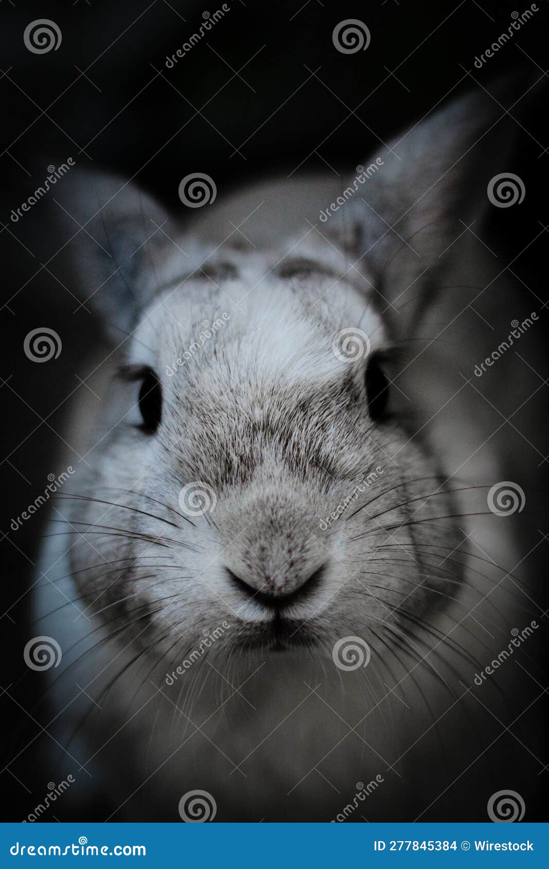 White and Gray Rabbit with Looking Directly at the Camera Stock Photo ...