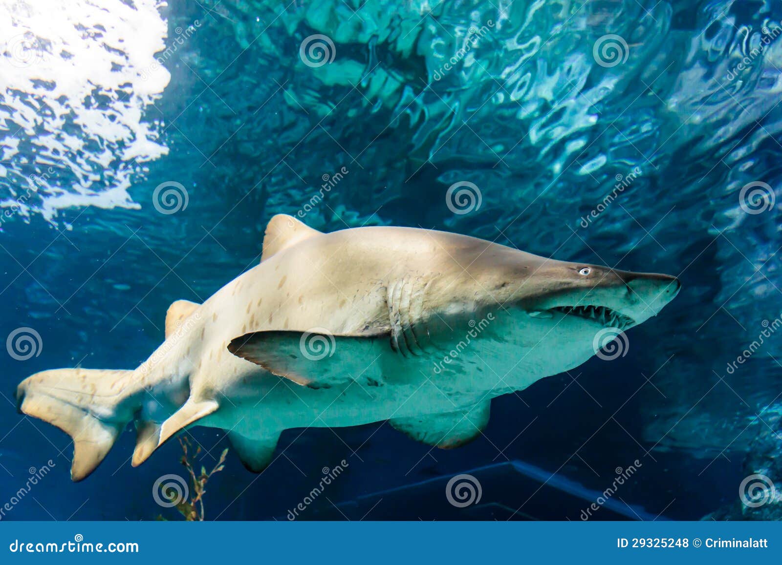 Ragged Tooth Shark In Aliwal Shoal, South Africa Stock Image ...