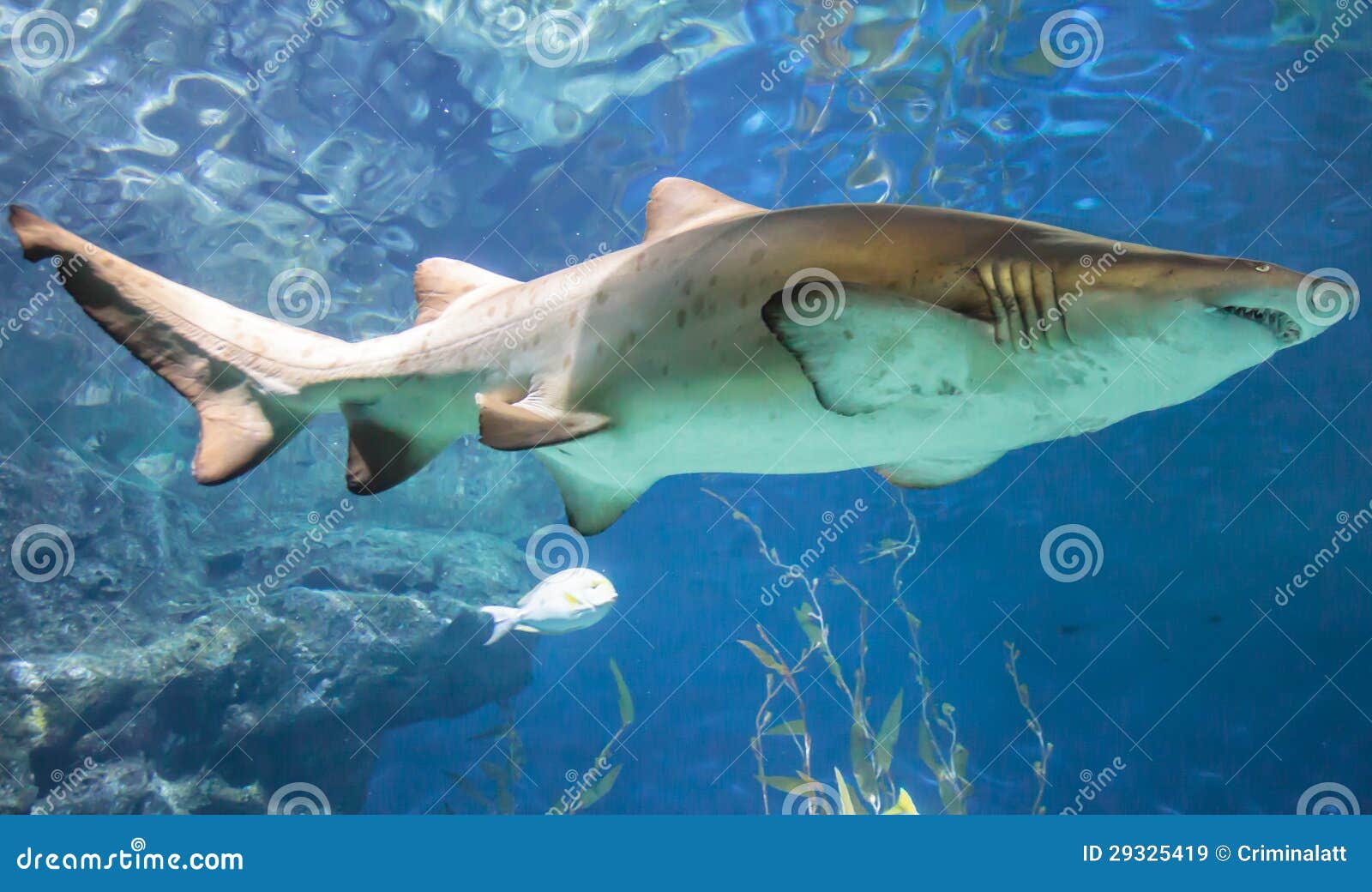 White and Gray Ragged Tooth Shark Stock Image - Image of wildlife, blue ...