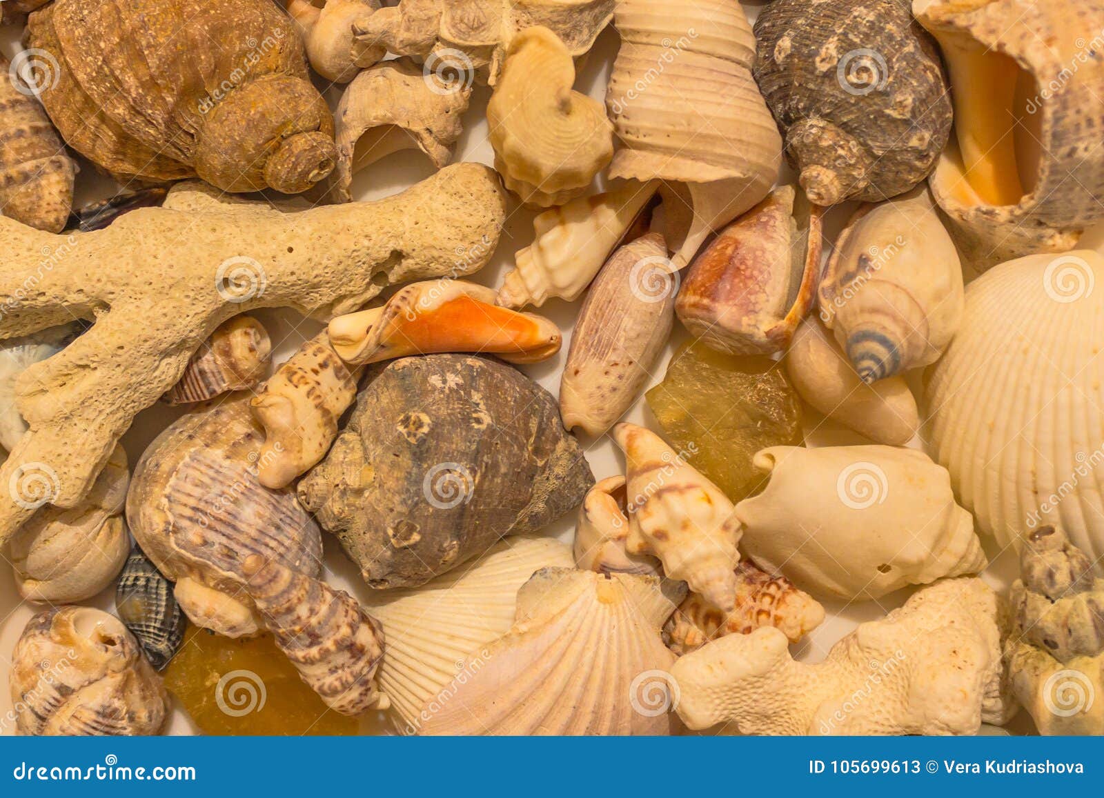 Shells of various shapes. stock image. Image of shell - 105699613