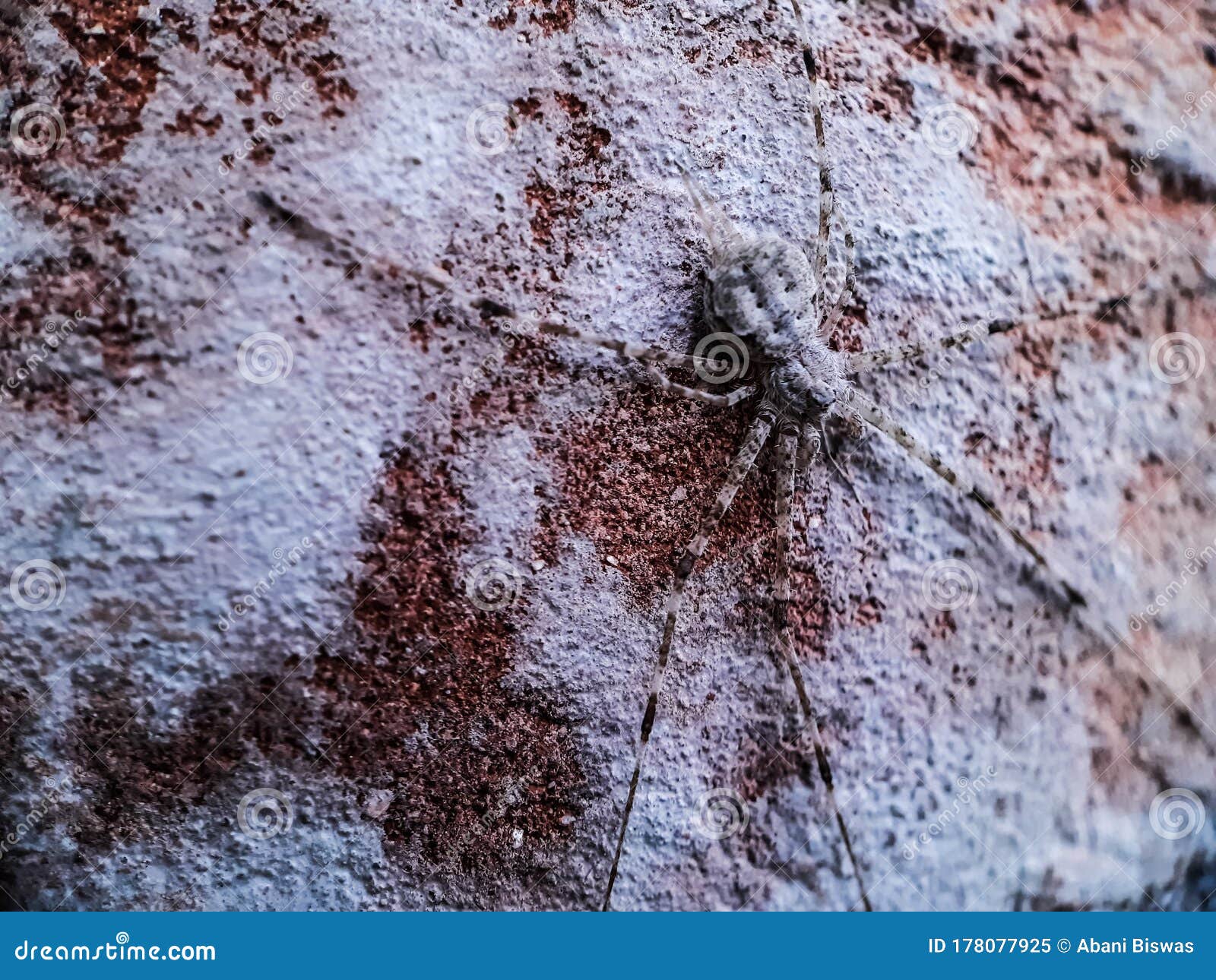 White-gray Spiders Stand on the Wall Stock Image - Image of eyes, fear ...