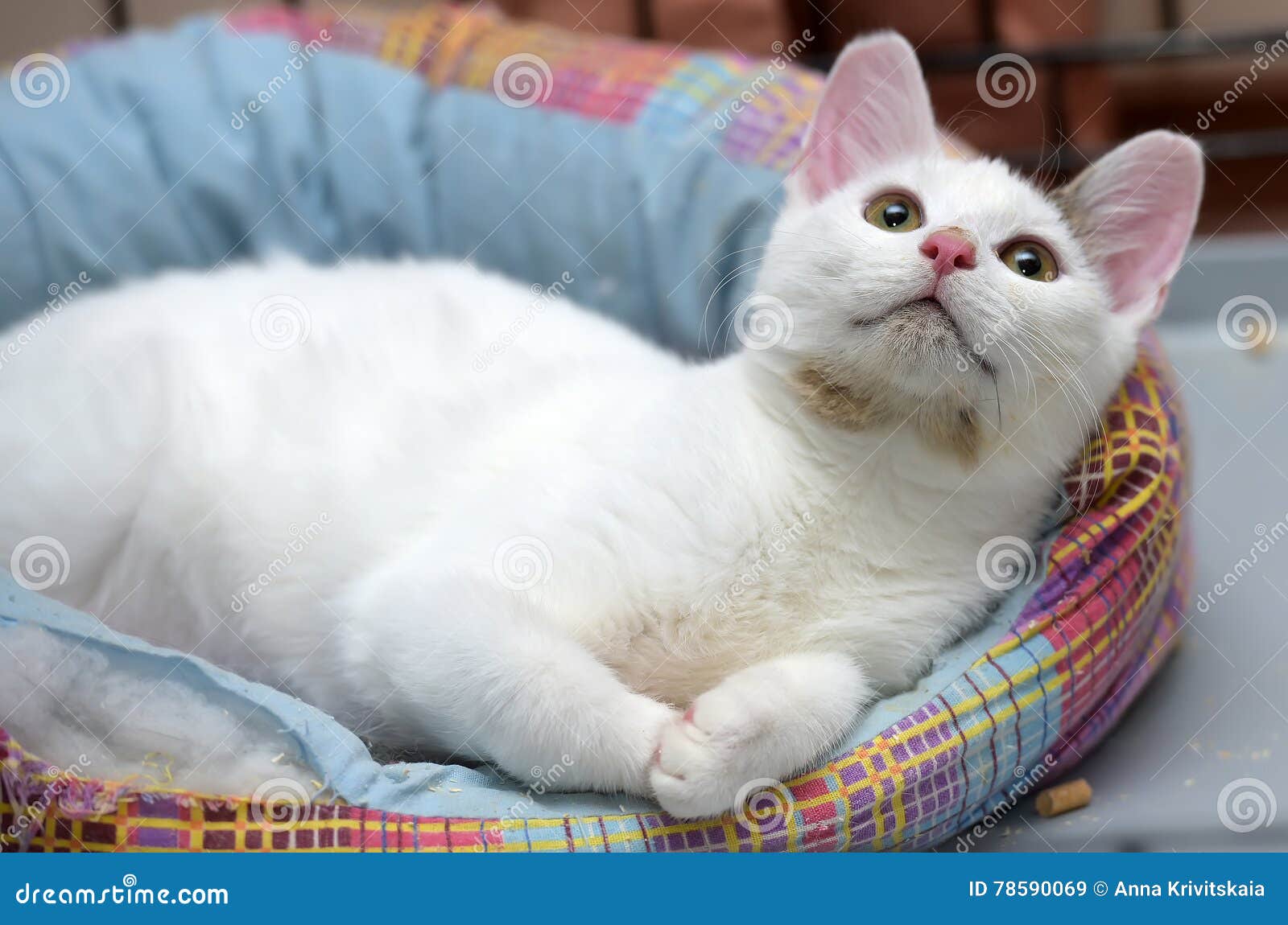 White with a gray spot cat stock image. Image of haired - 78590069