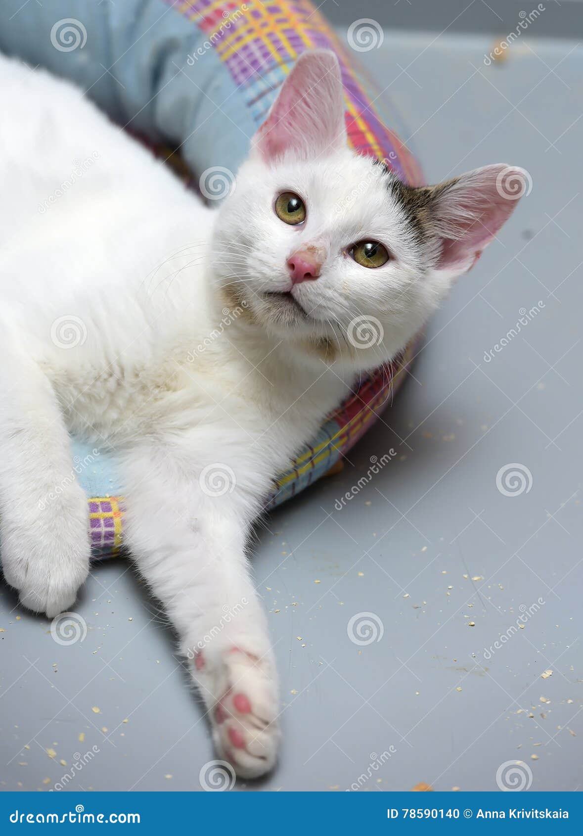 White with a gray spot cat stock photo. Image of young - 78590140