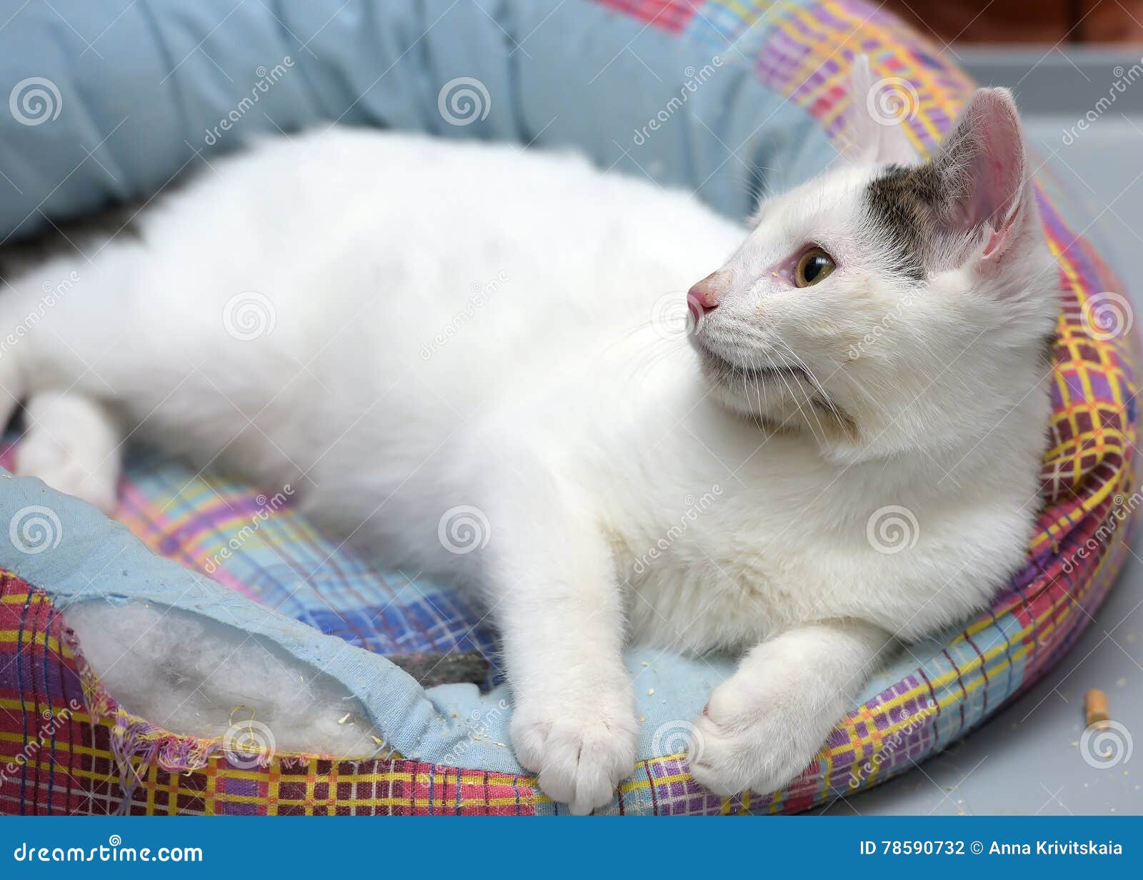 White with a gray spot cat stock photo. Image of grey - 78590732