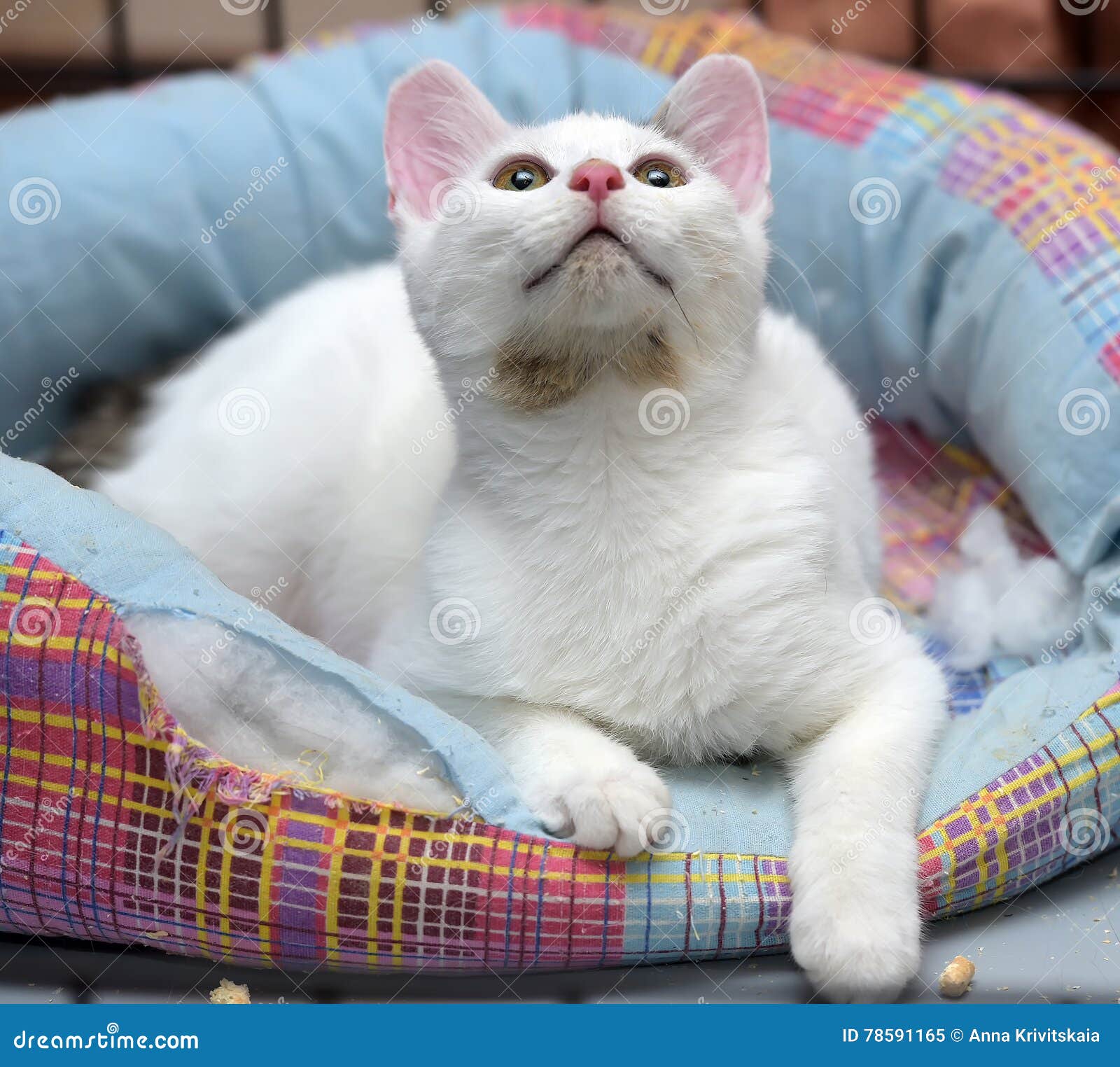 White with a gray spot cat stock image. Image of camera - 78591165