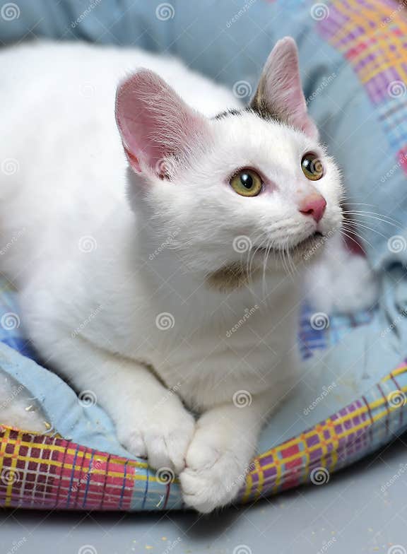 White with a gray spot cat stock photo. Image of white - 78591188