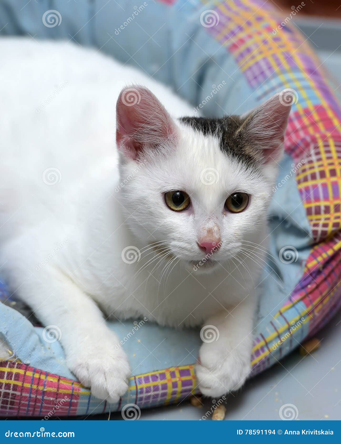 White with a gray spot cat stock photo. Image of smudge - 78591194