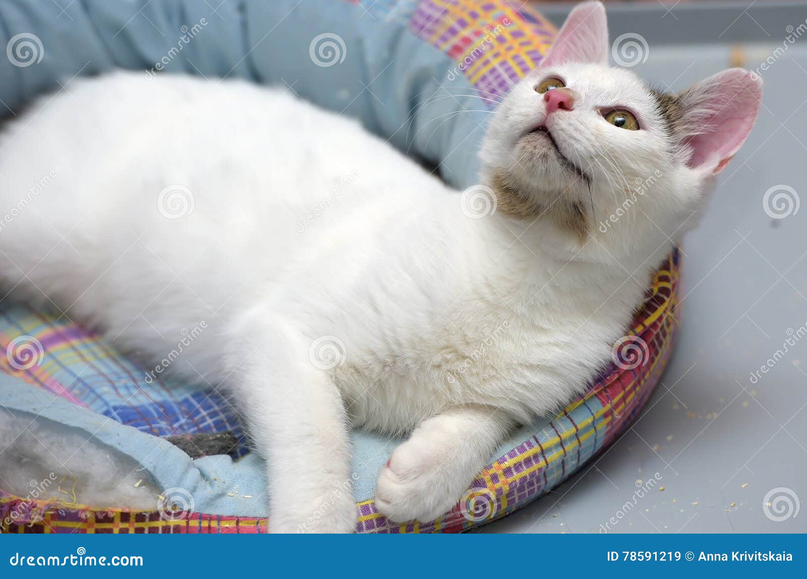 White with a gray spot cat stock image. Image of background - 78591219