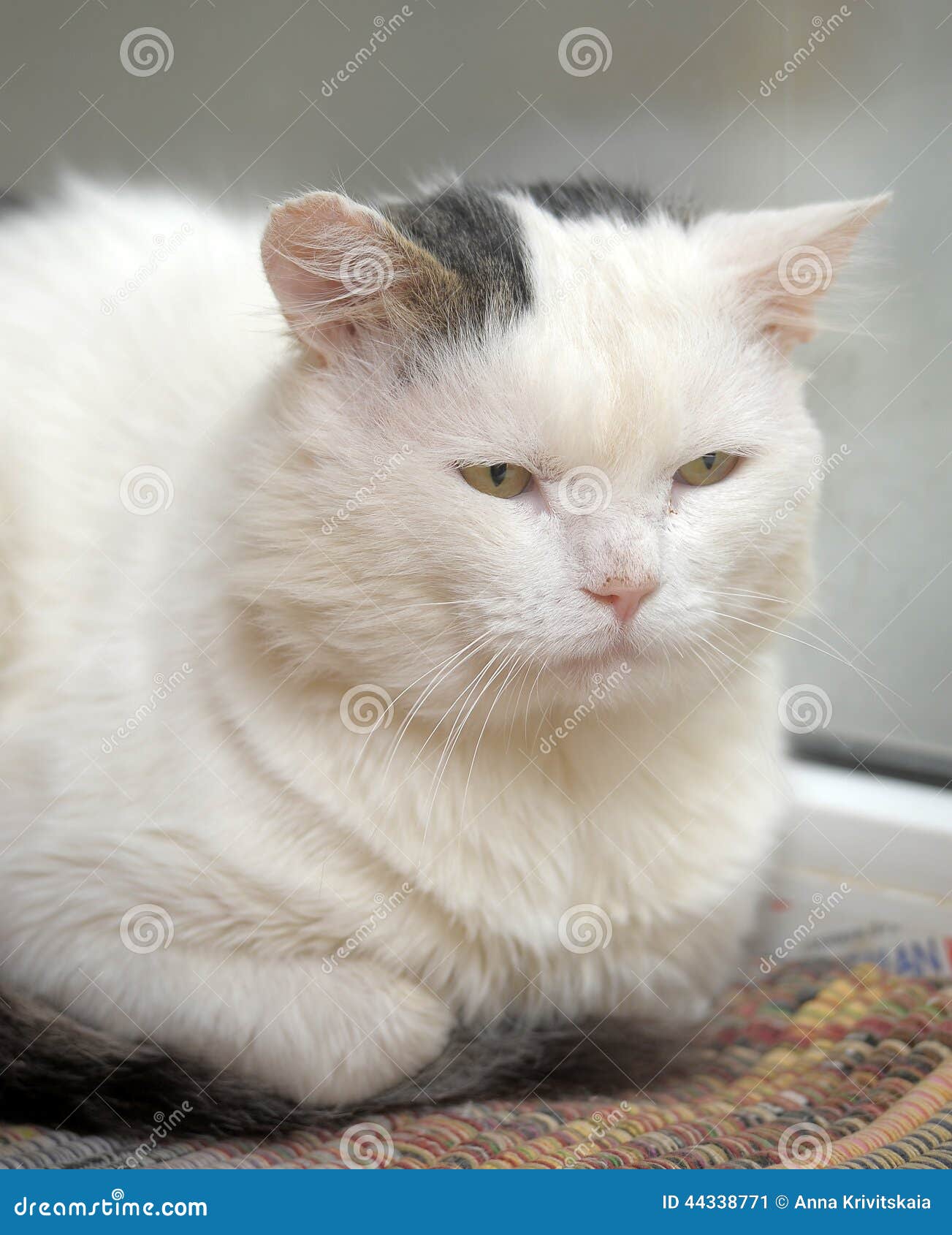 White with Gray Spots a Cat Stock Image - Image of white, ears: 44338771