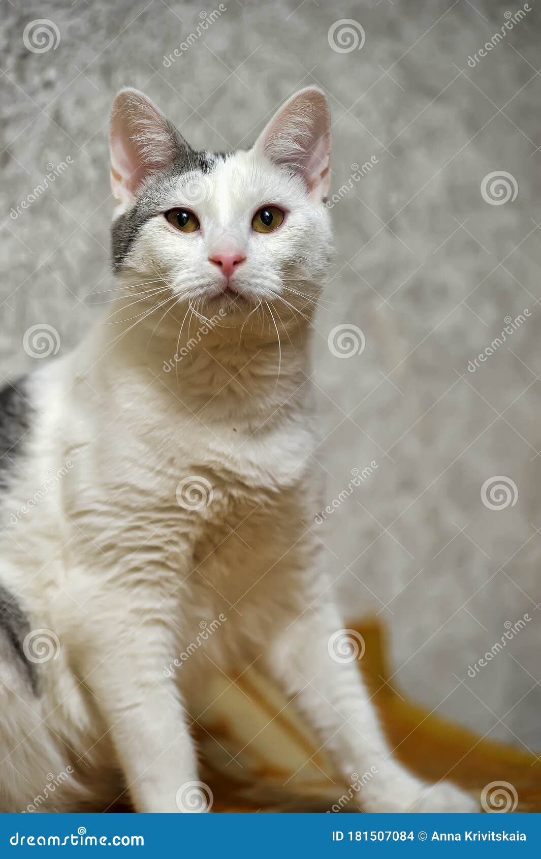 White with gray spots cat stock photo. Image of feline - 181507084