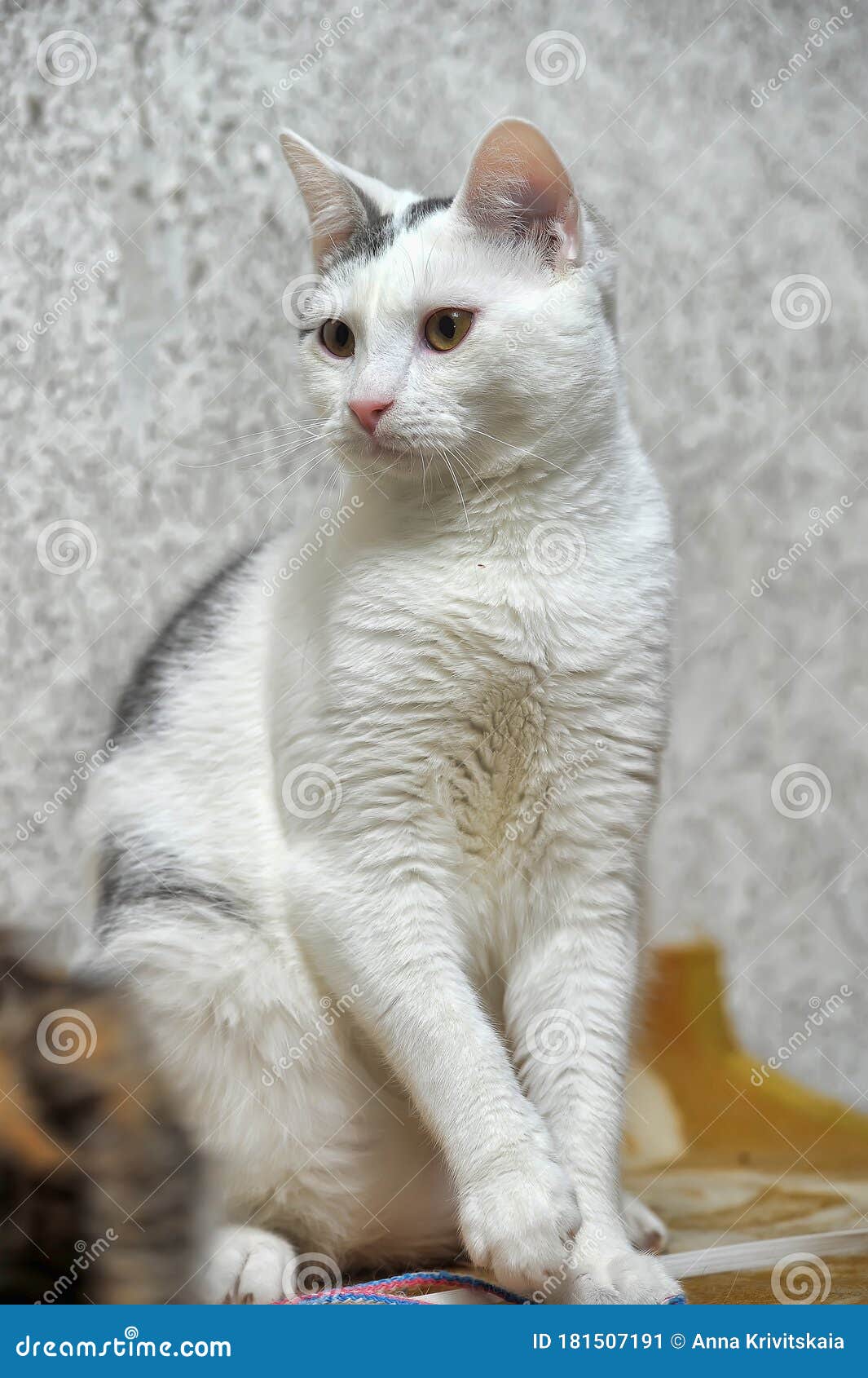 White with gray spots cat stock image. Image of look - 181507191