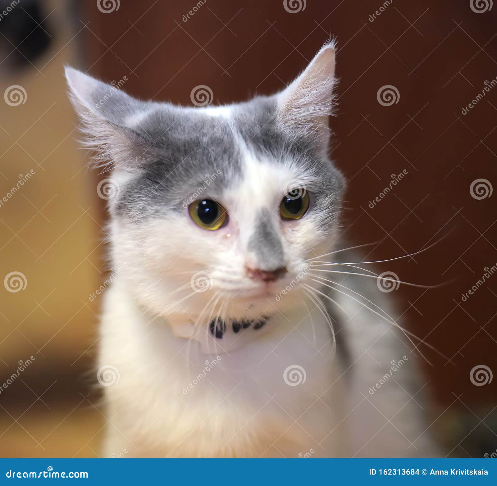 White with Gray Spots Short-haired Cat Stock Photo - Image of feline ...