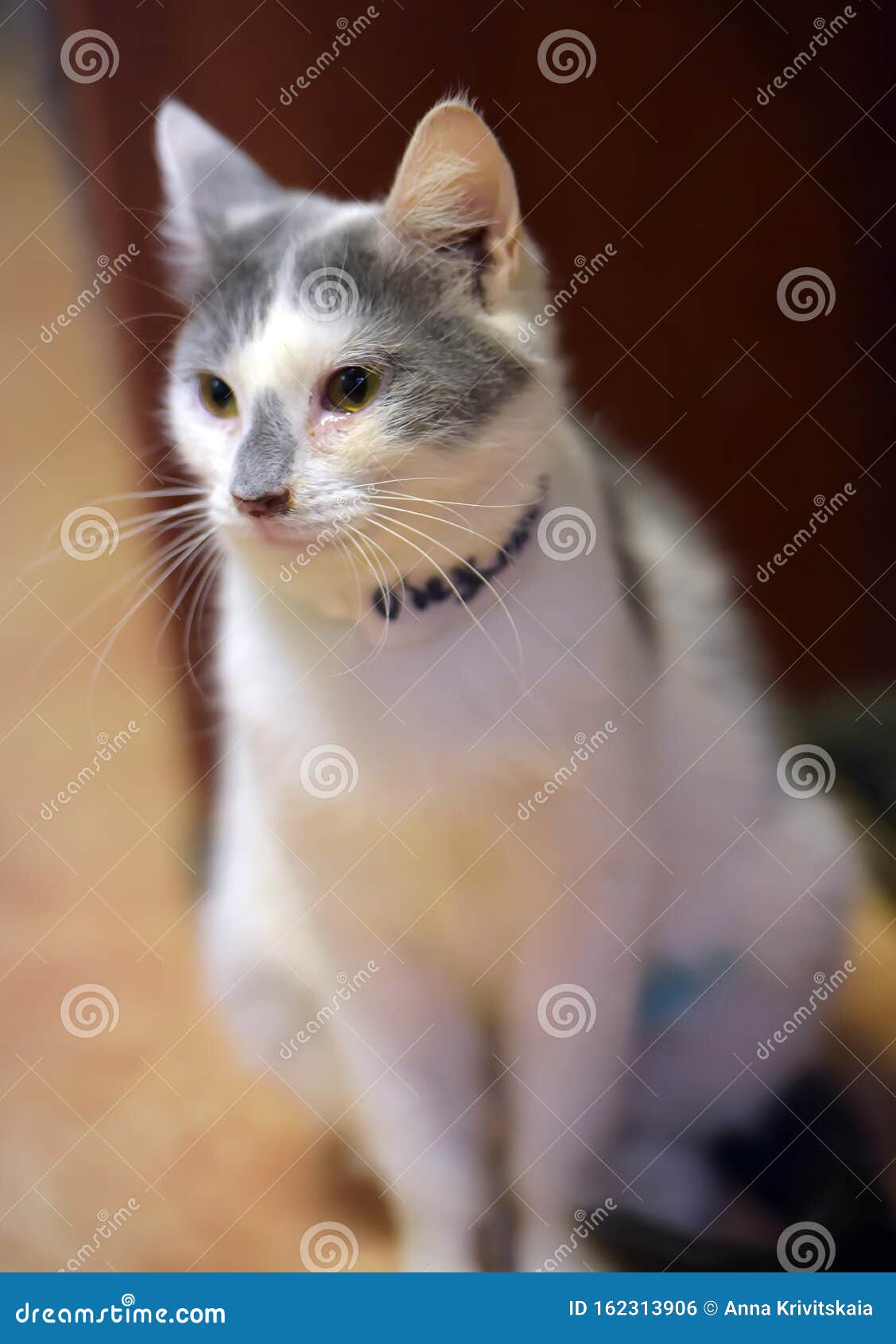White with Gray Spots Short-haired Cat Stock Photo - Image of eyes ...