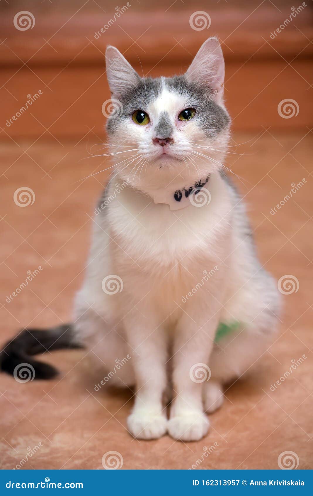 White with Gray Spots Short-haired Cat Stock Image - Image of furry ...