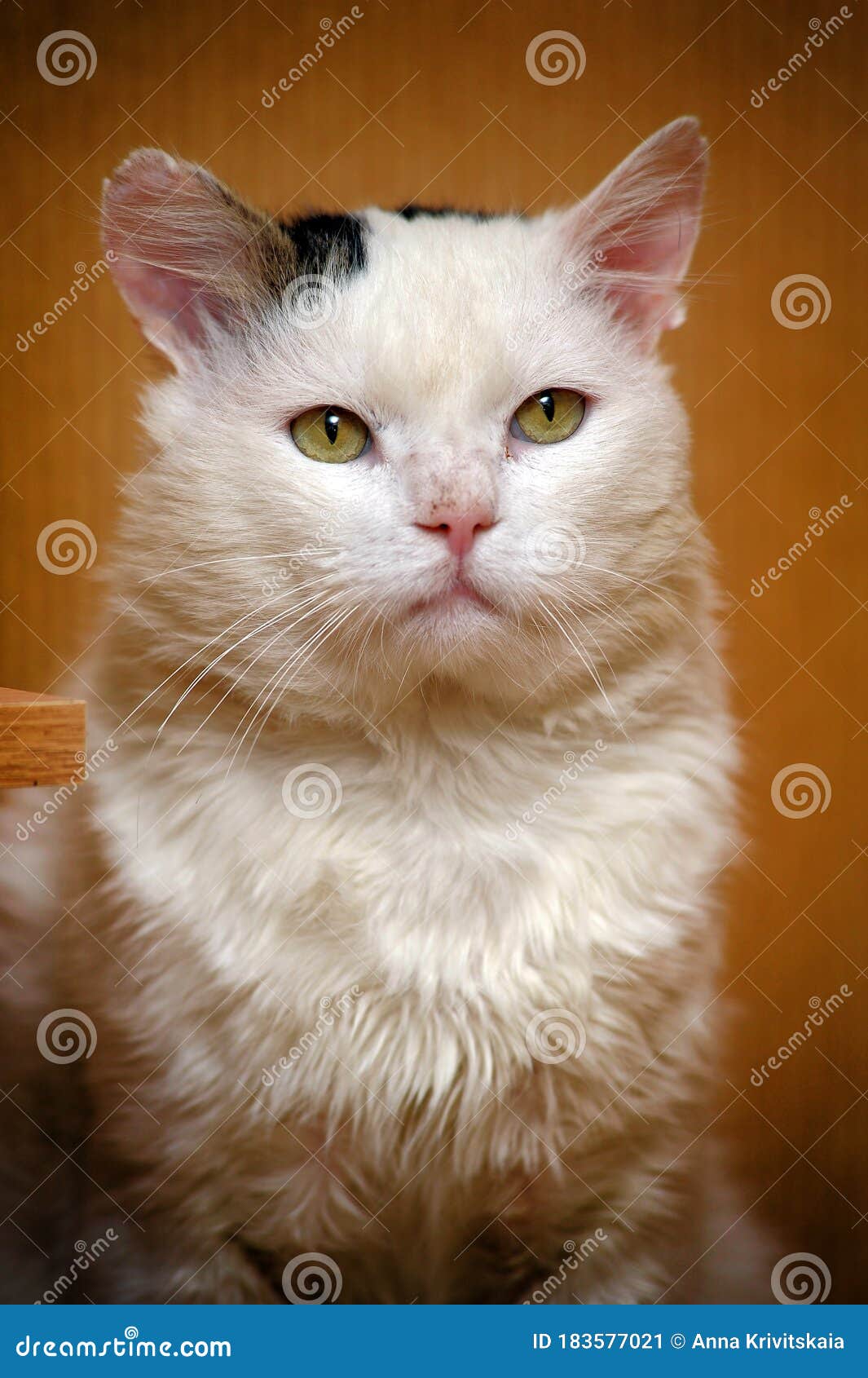 White and Gray-stained Sad Cat Stock Image - Image of eyes, closeup ...