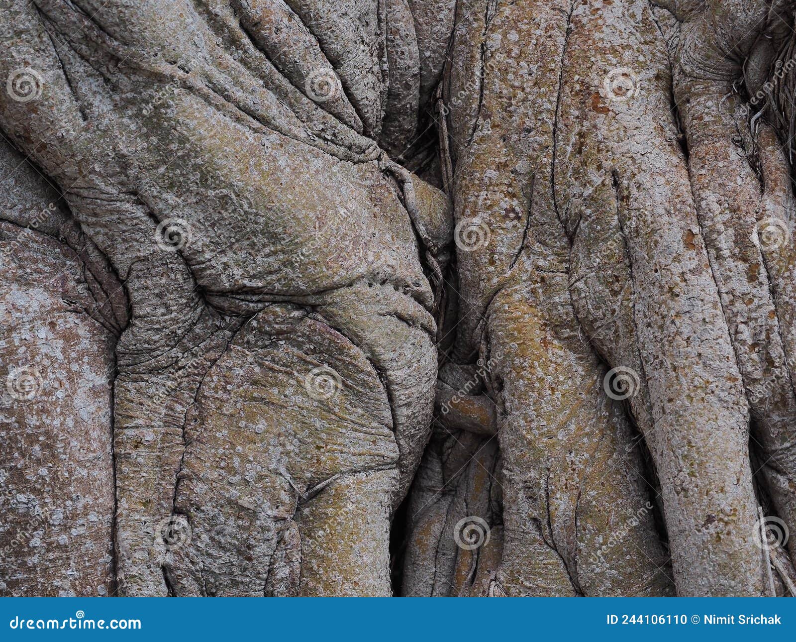 White and Gray Root Wallpaper Stock Photo - Image of statue, wood ...
