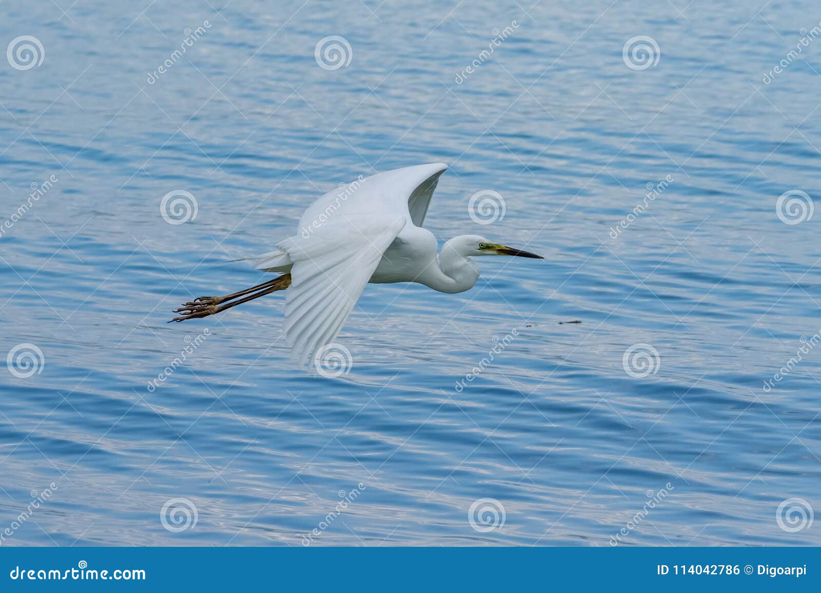 White Great Egret Flying Over the Lake Stock Photo - Image of outdoor ...