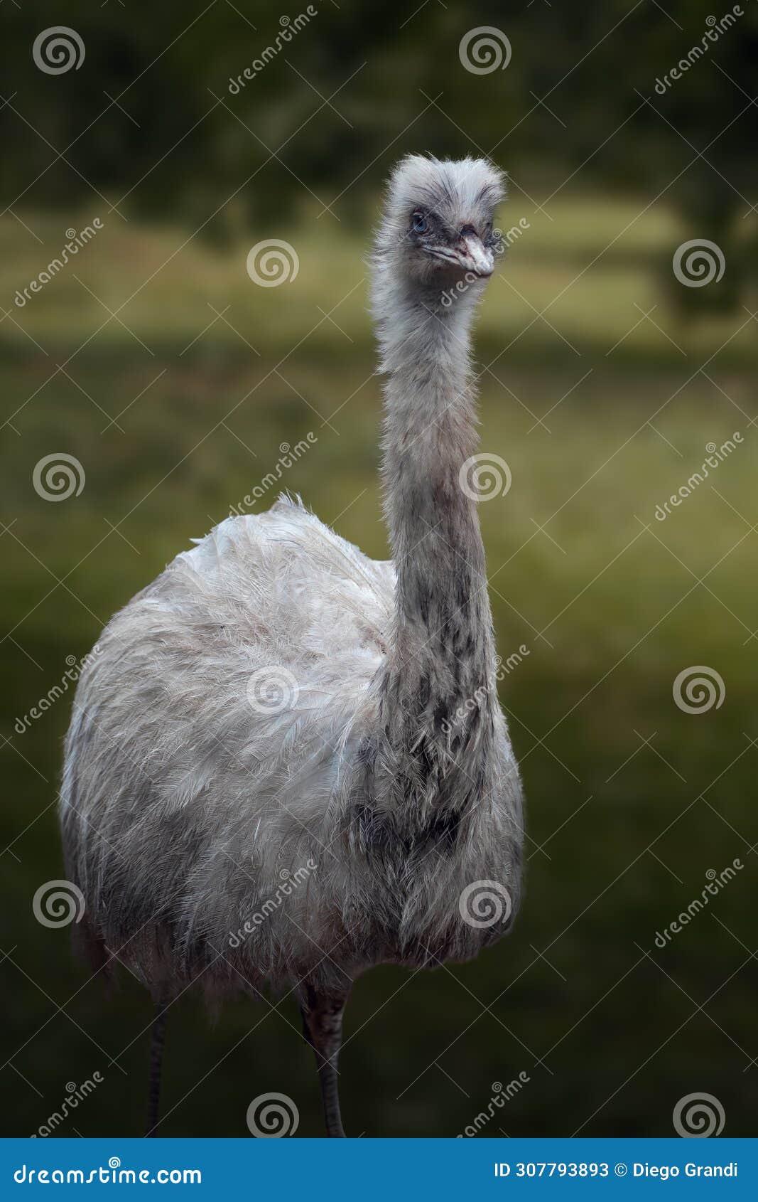 White Greater Rhea stock image. Image of common, albino - 307793893