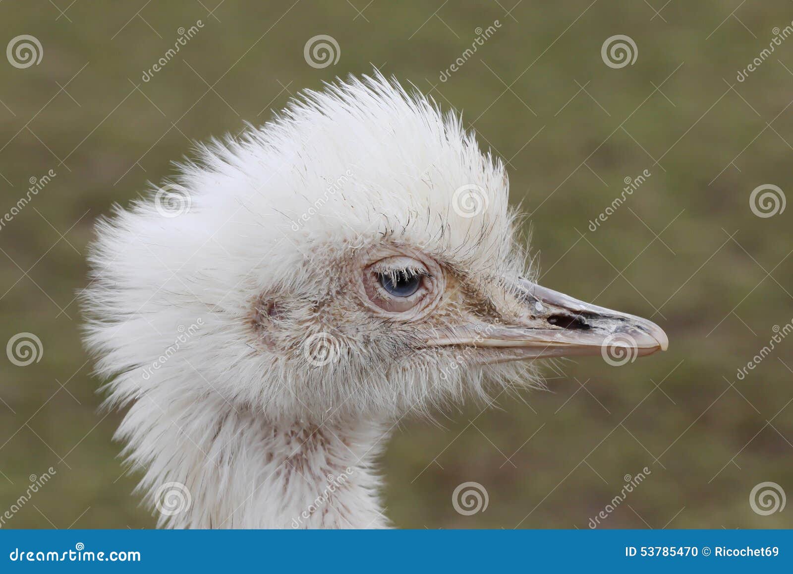 White greater rhea stock photo. Image of argentina, portrait - 53785470