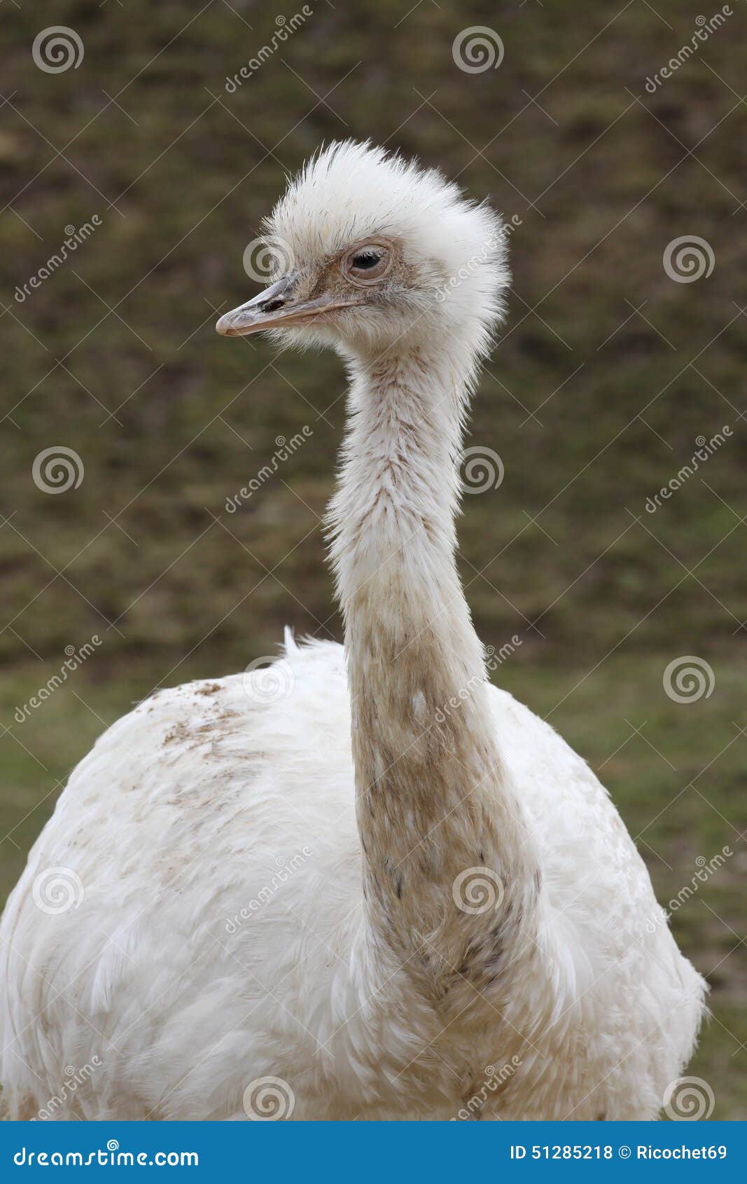 White greater rhea stock photo. Image of argentina, fauna - 51285218