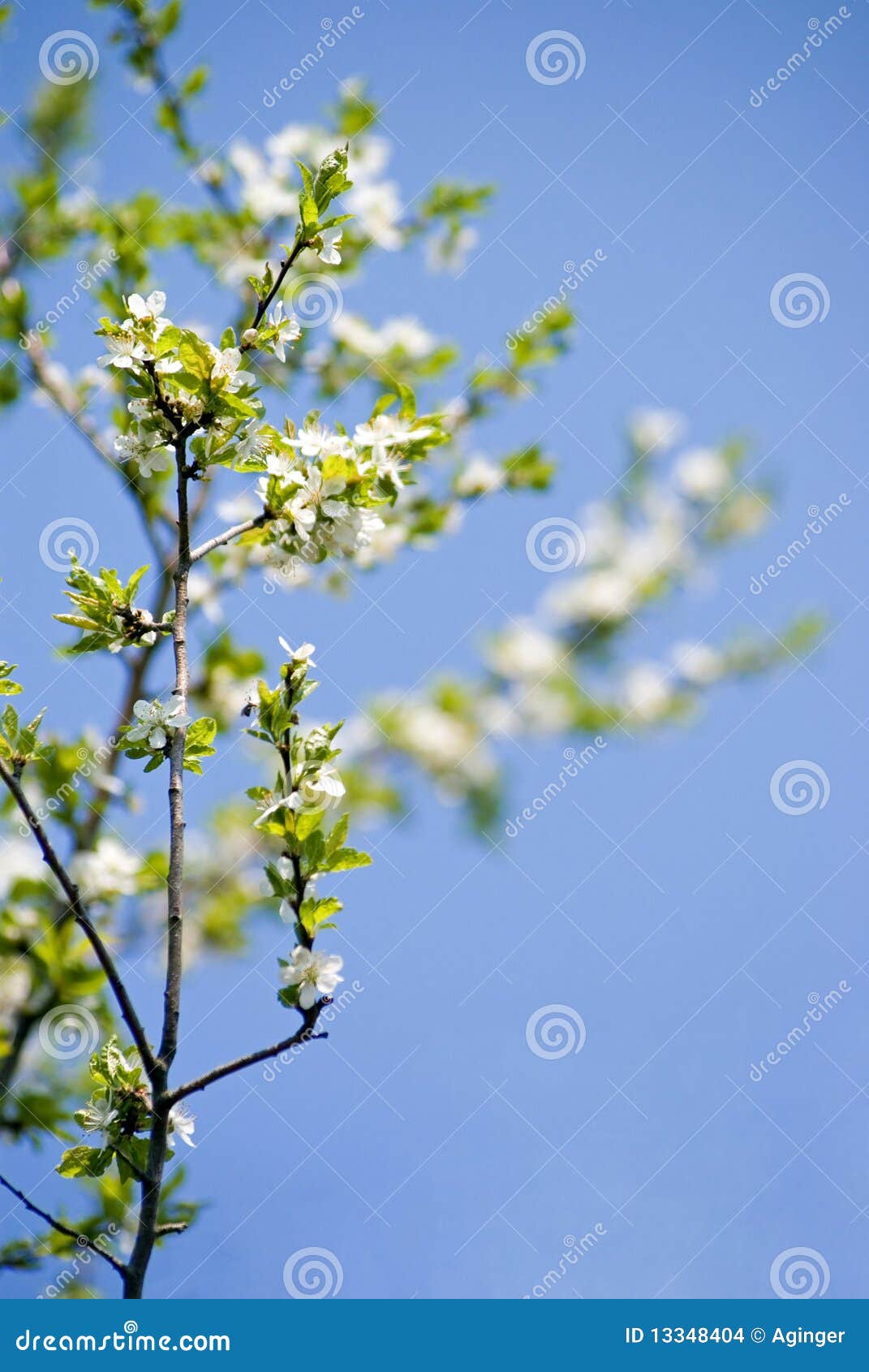 White-green blossom stock photo. Image of petal, backgrounds - 13348404