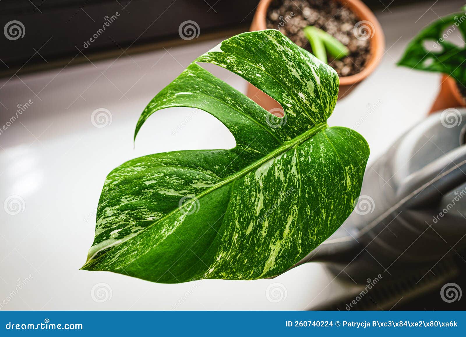 White-green Leaf. Monstera Variegata Seedling. Tropical Plant. Stock ...