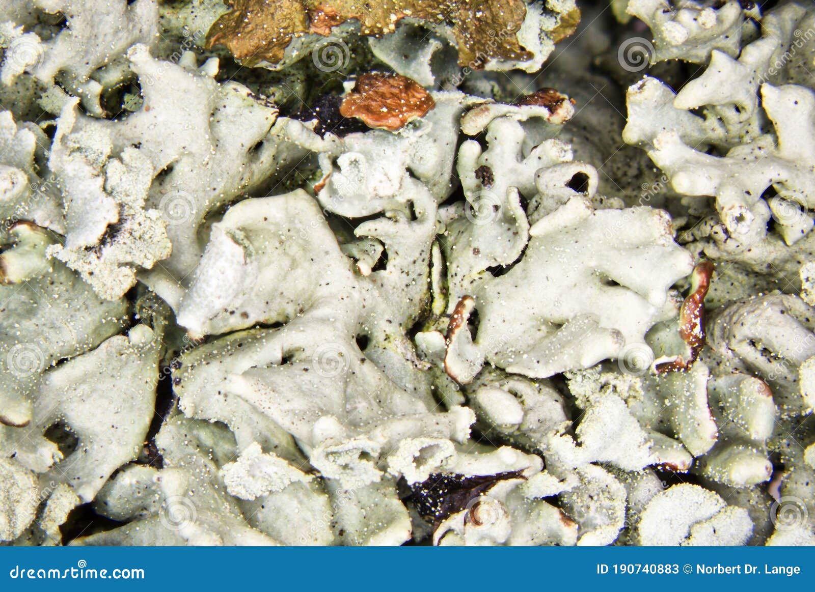 White Green Lichen on Tree Bark Stock Image - Image of primitive ...