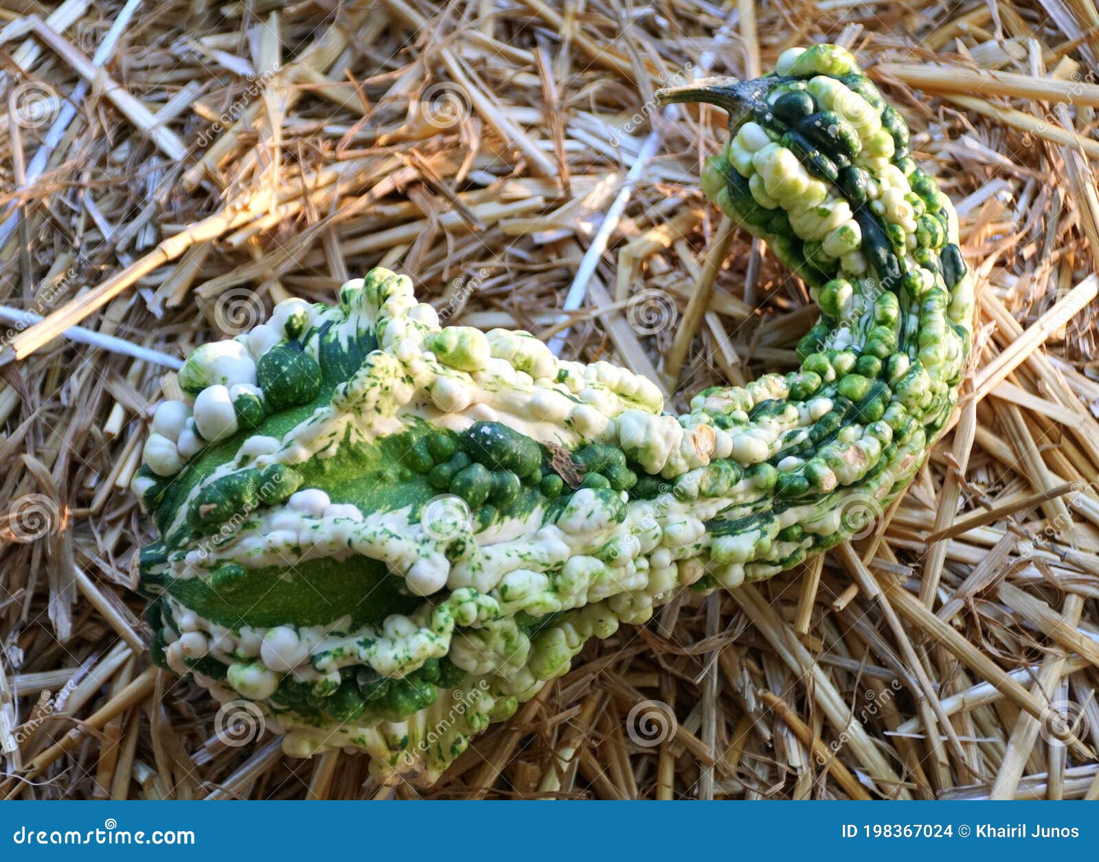 White and Green Mini Gourd on Top the Hay Stock Photo - Image of ...