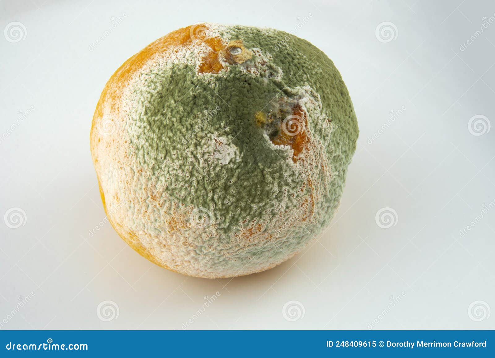 Moldy decaying orange stock image. Image of rotten, peel - 248409615