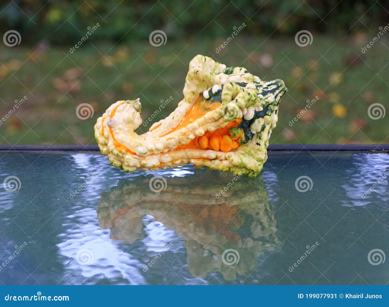 A White, Green and Orange Mini Gourd Stock Image - Image of autumn ...