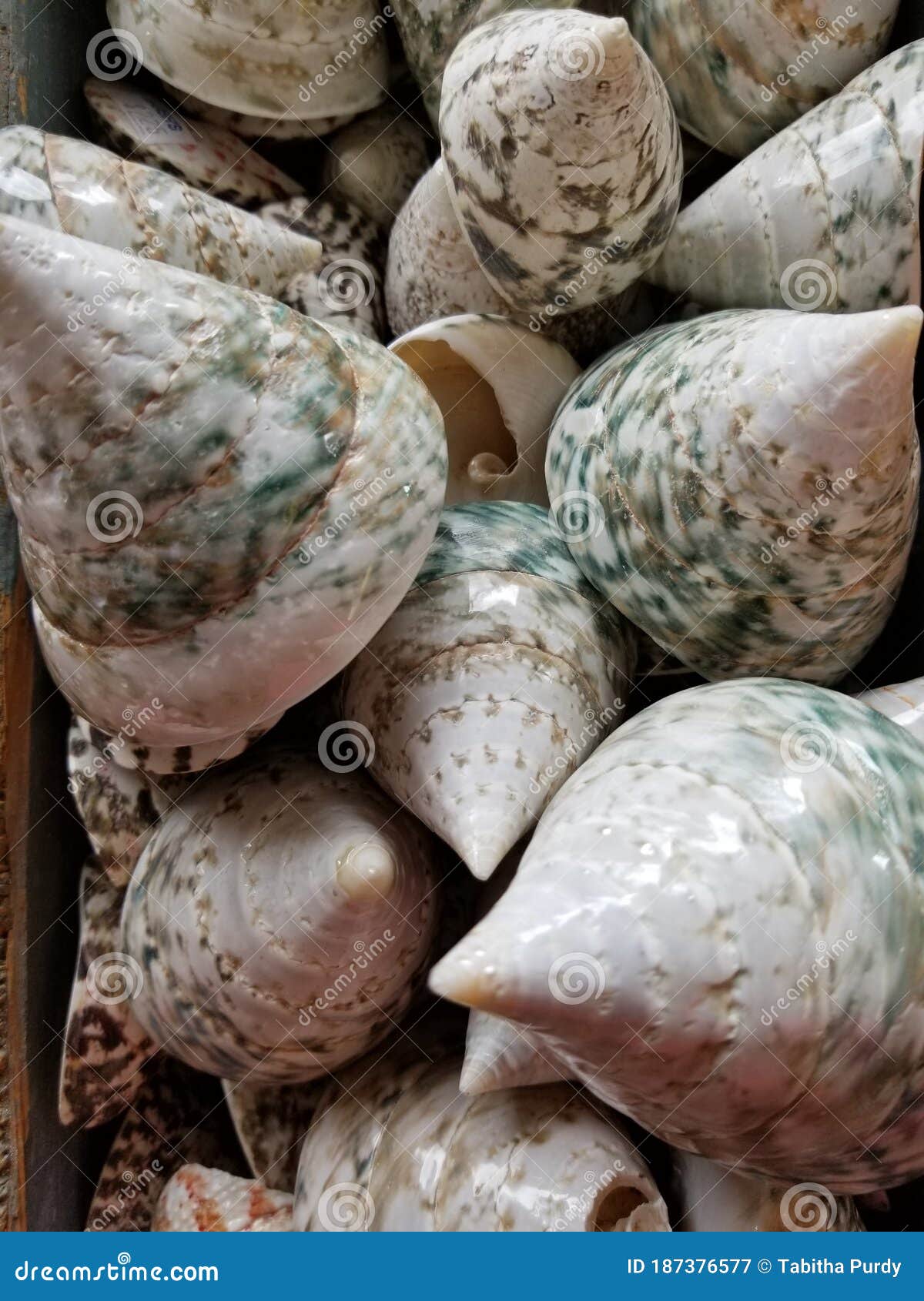 White and green shells stock image. Image of flower - 187376577