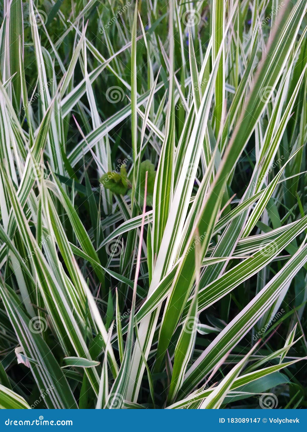 White Green Spring Grass on the Ground Stock Image - Image of green ...