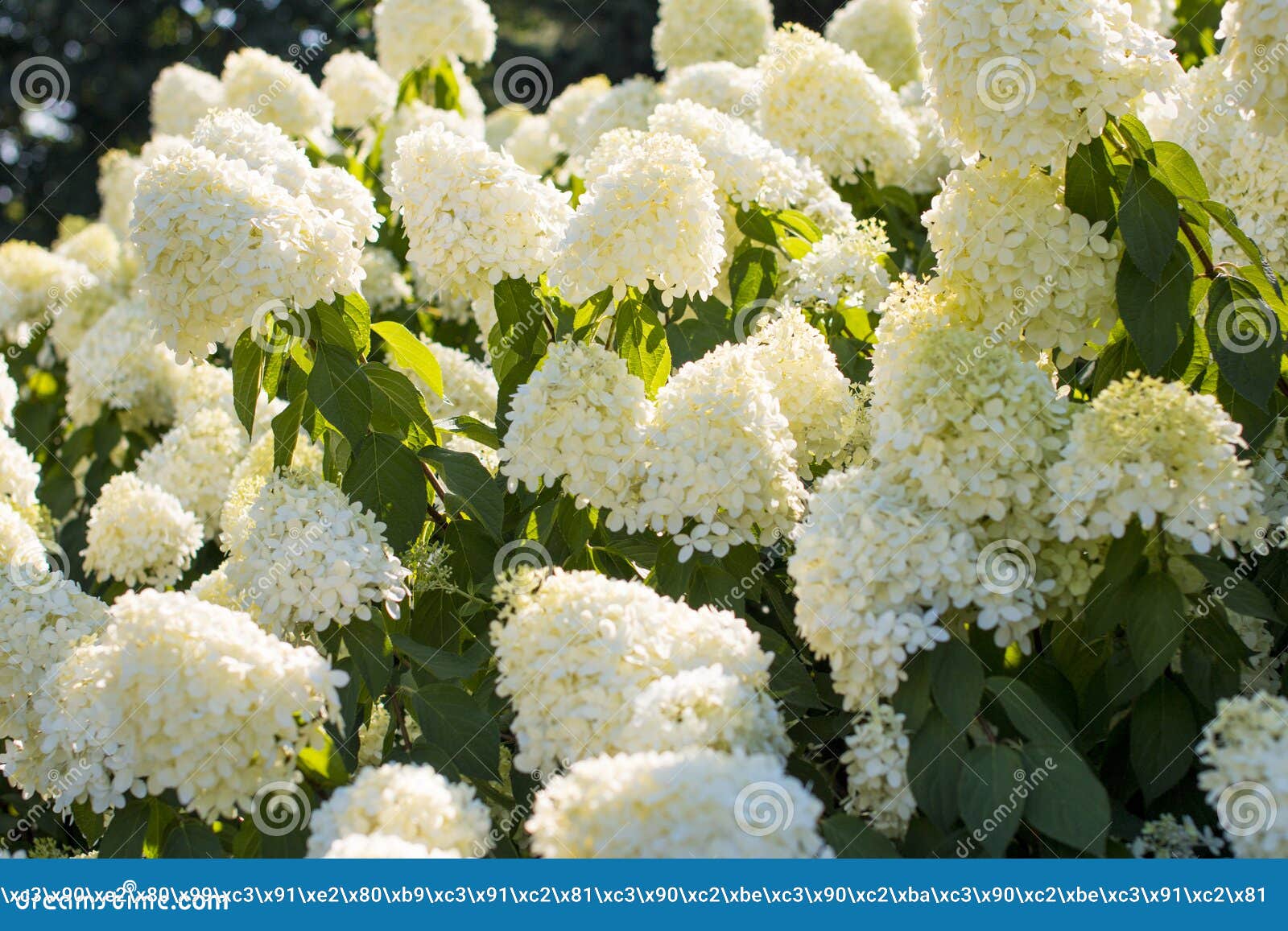 White and Green Velvet Hydrangea Stock Photo - Image of flowers, flower ...