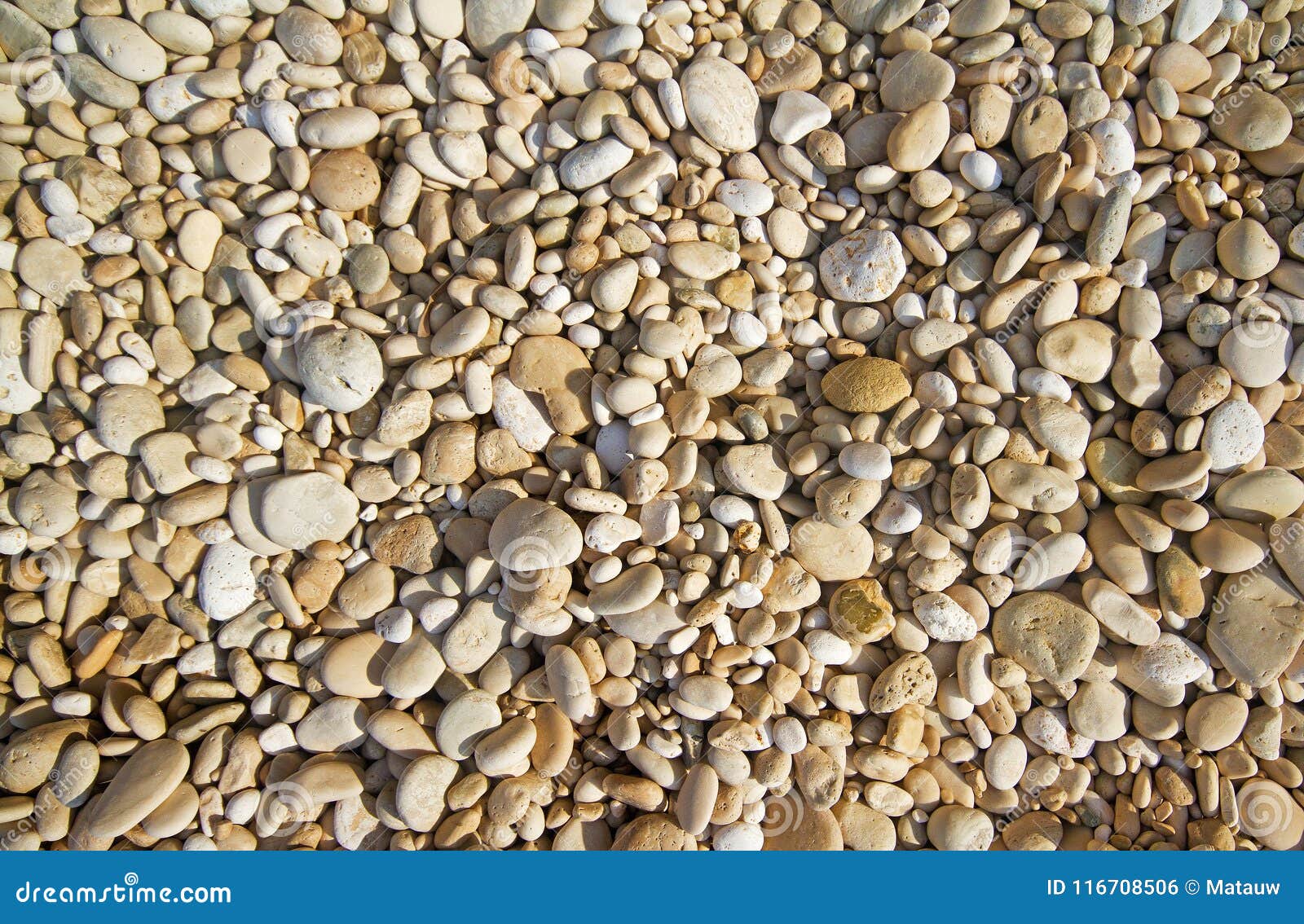 Detail of a pebble beach stock photo. Image of rounded - 116708506
