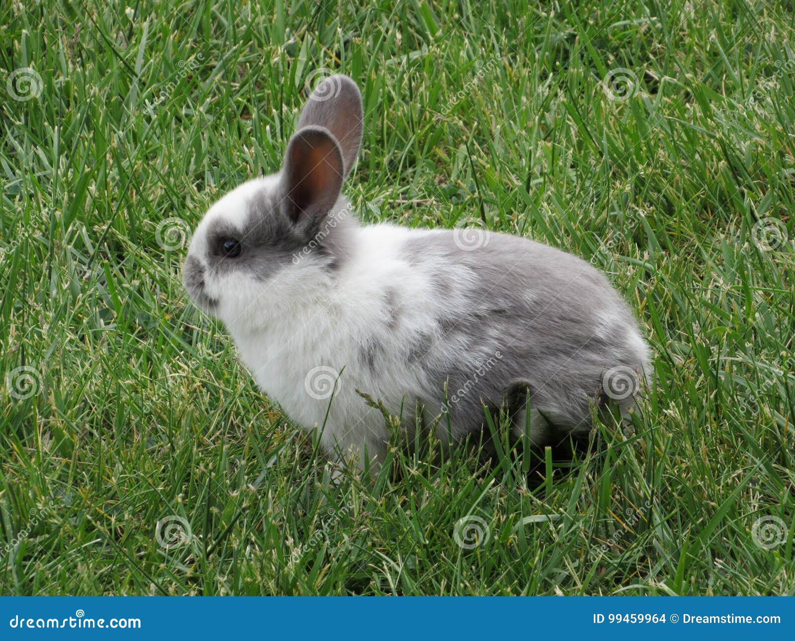 White and grey bunny stock photo. Image of nature, unedited - 99459964