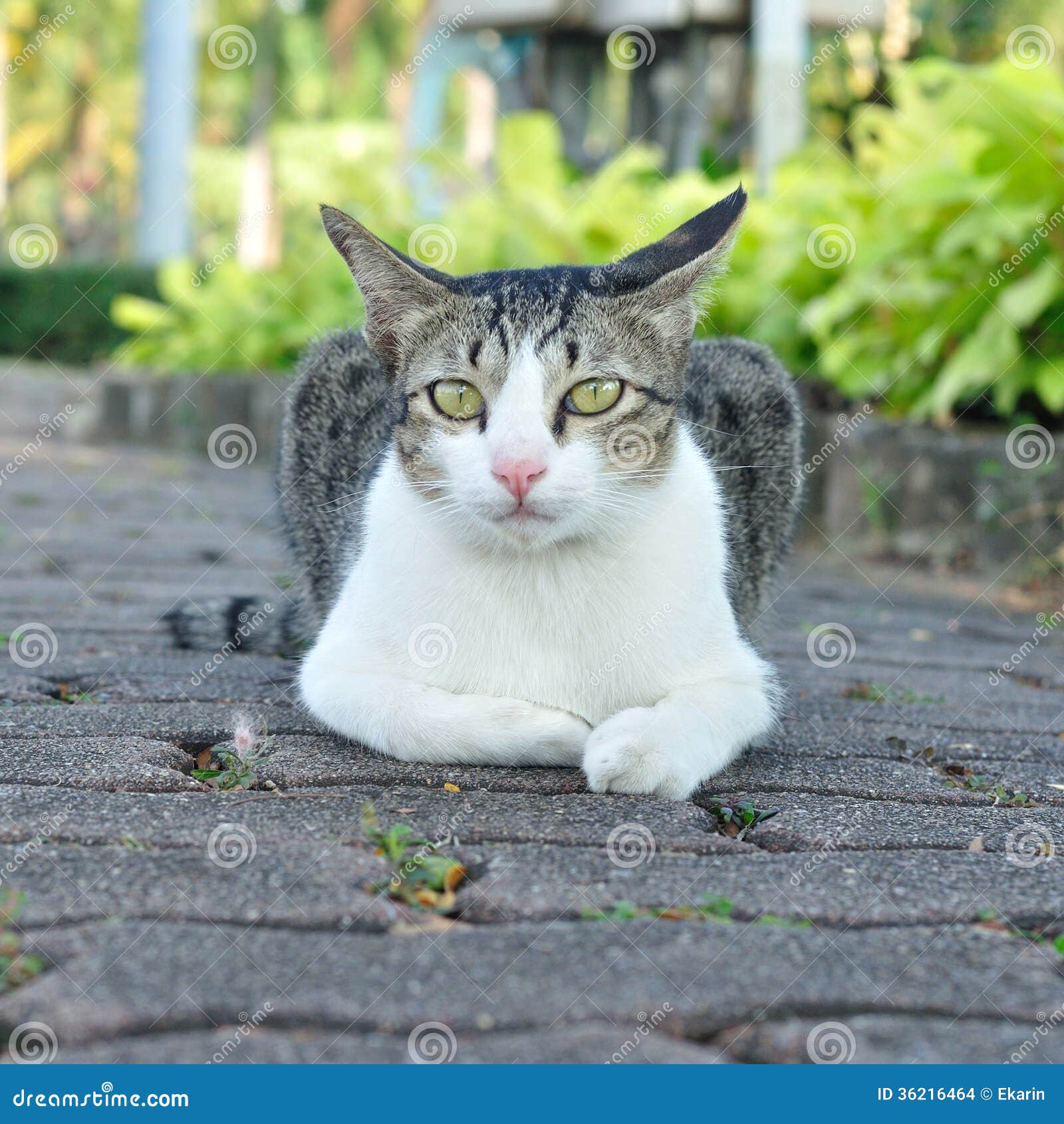 2,054 Crouching Cat Photos - Free & Royalty-Free Stock Photos from ...