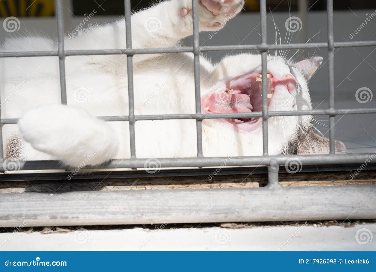 White and Grey Cat Enjoying the Sun Lying Down Gasping and Yawning ...