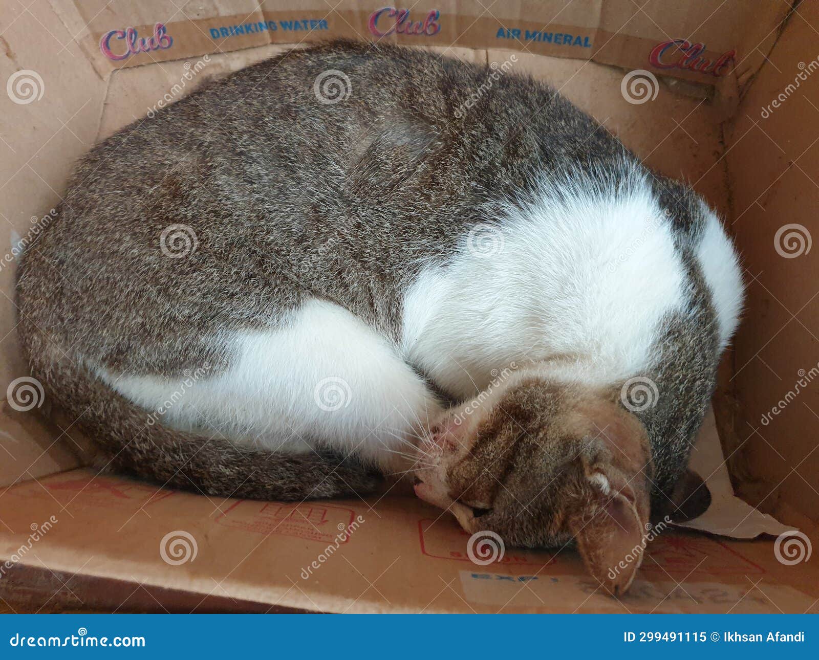 White Grey Cat Sleeping in the Box Stock Image - Image of portrait ...