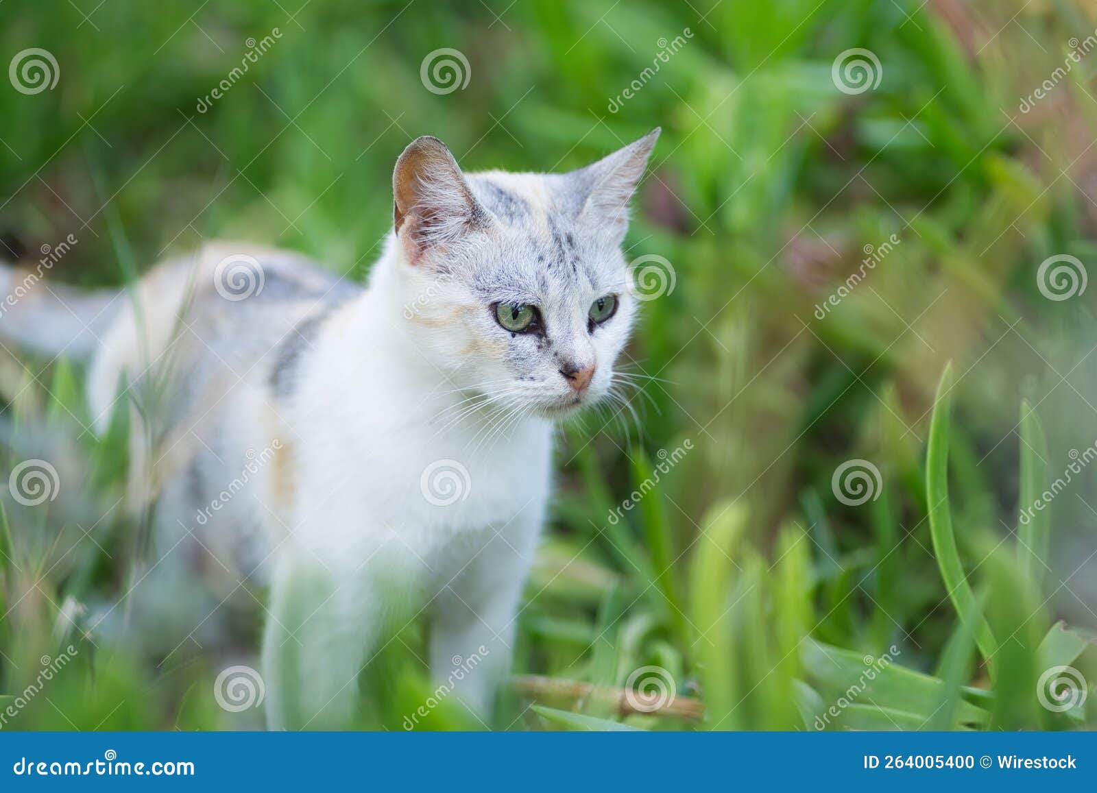 White-grey Cat Standing on the Grasses Stock Photo - Image of nature ...