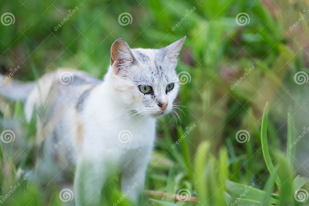 White-grey Cat Standing on the Grasses Stock Photo - Image of nature ...