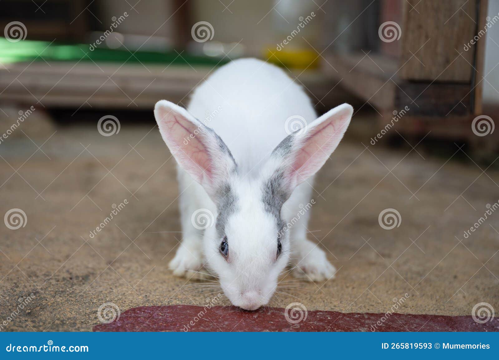 White and Grey Fluffy Adorable Young Rabbit Standing in Stall Stock ...