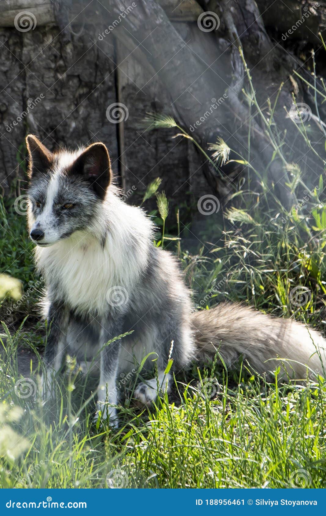 A White Grey Fox in a Green Field, Held in Captivity Stock Image ...