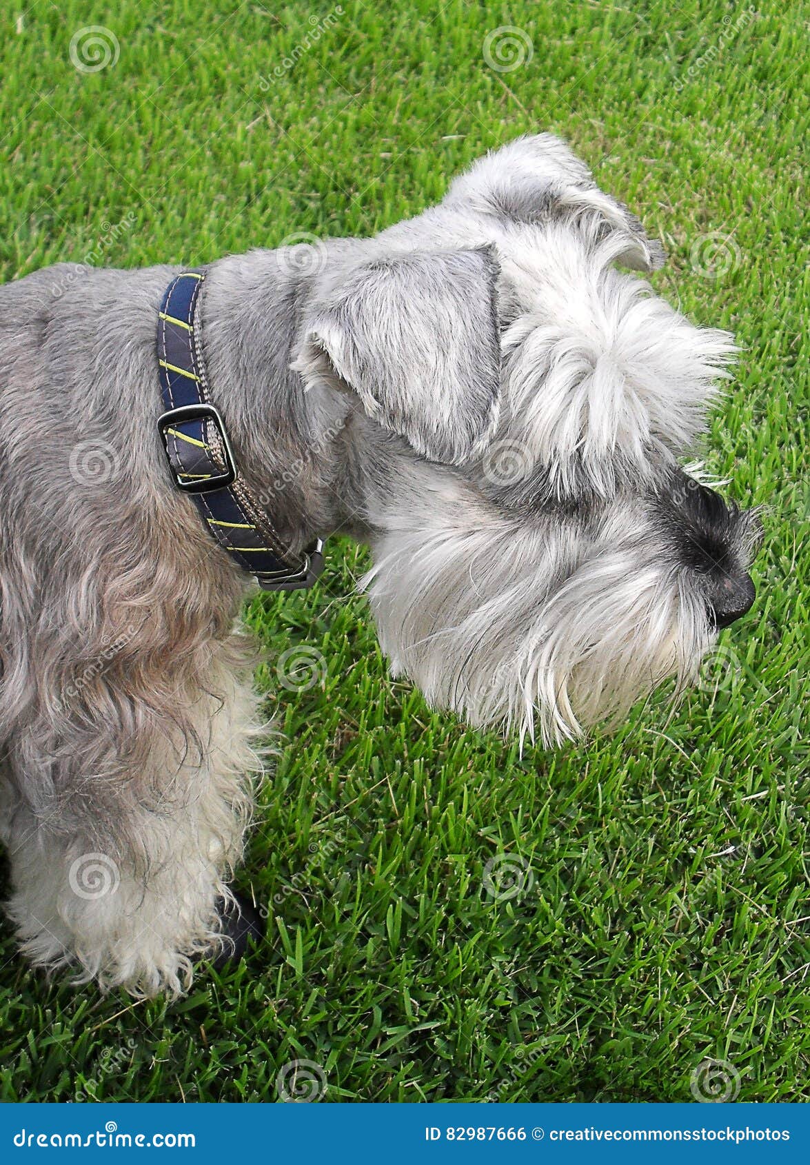 White And Grey Long Coat Dog Picture. Image: 82987666