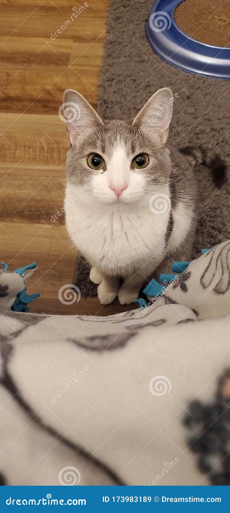 White and Grey One Year Old Cat Stock Image - Image of white, grey ...