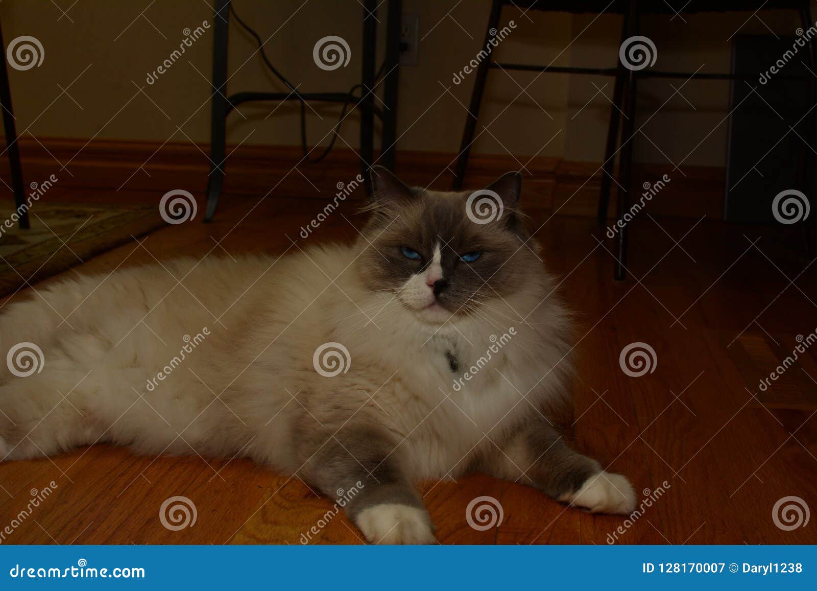 White and Grey Ragdoll Cat with Bright Blue Eyes Stock Image - Image of ...